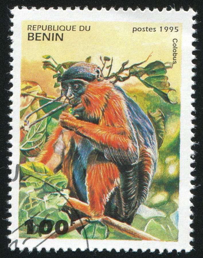 Red colobus monkey editorial stock photo. Image of curious - 27385233 Red colobus monkey editorial stock photo. Image of curious - 27385233