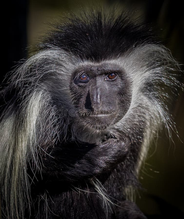 Colobus Colobus Guereza Monkey Portrait, Looking Straight at Camera ... Colobus Colobus Guereza Monkey Portrait, Looking Straight at Camera ...
