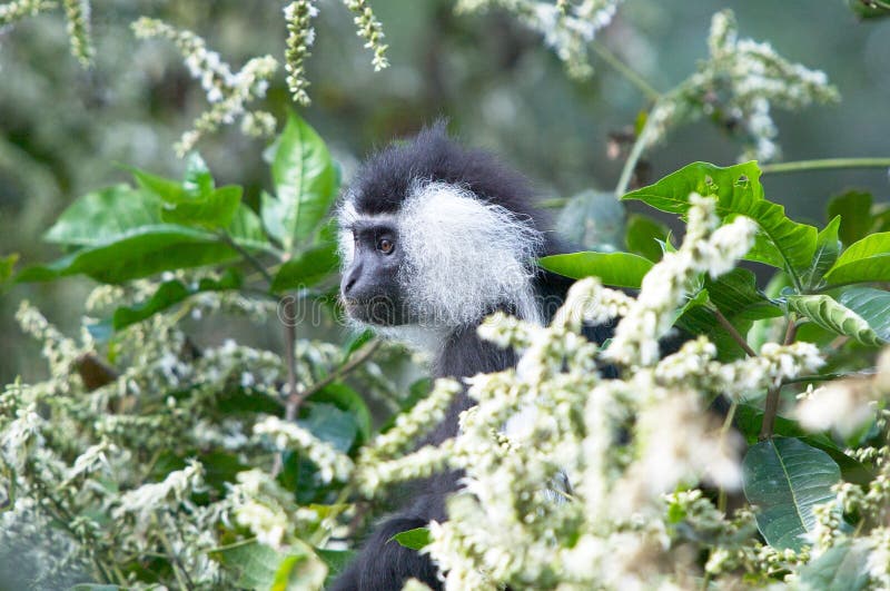 Colobus De Angola (angolensis Do Colobus) Foto de Stock - Imagem de ...