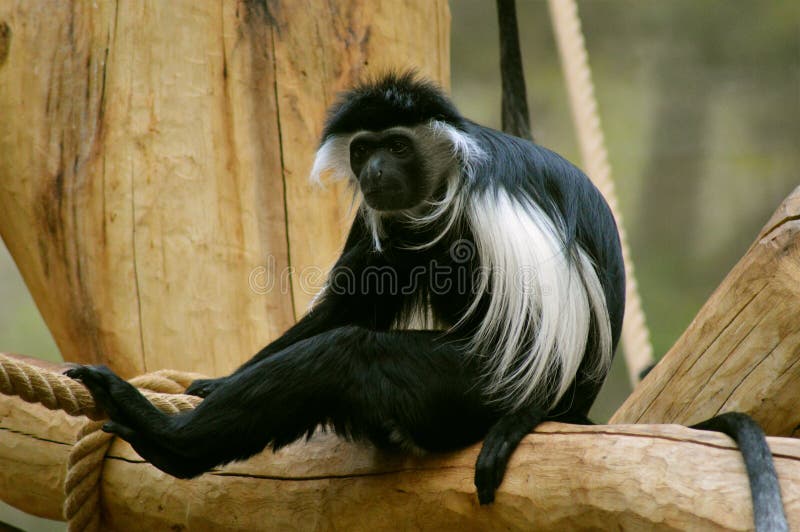 Angolensis Do Colobus Do Macaco De Colobus Imagem de Stock - Imagem de ...