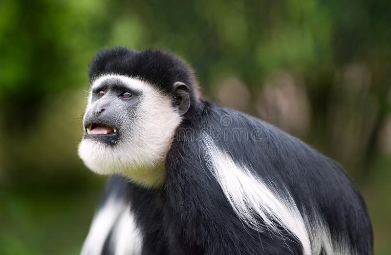 Colobus Monkey stock photo. Image of beard, aggressive - 10135934