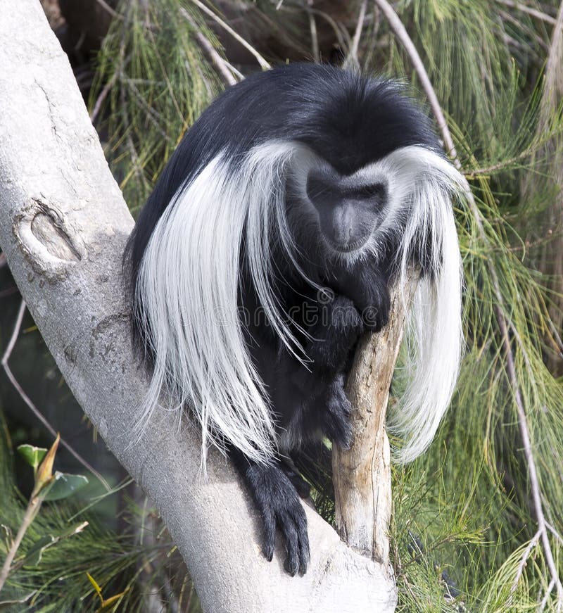 Colobus Monkey stock image. Image of maimed, colobi, world - 24188745
