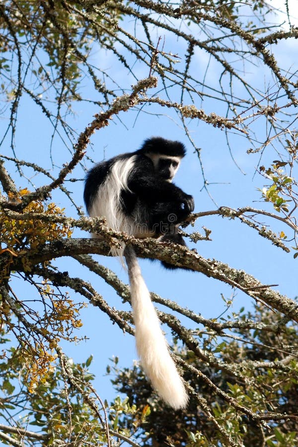 Colobus Monkey stock photo. Image of tree, nanyuki, africa - 25347396