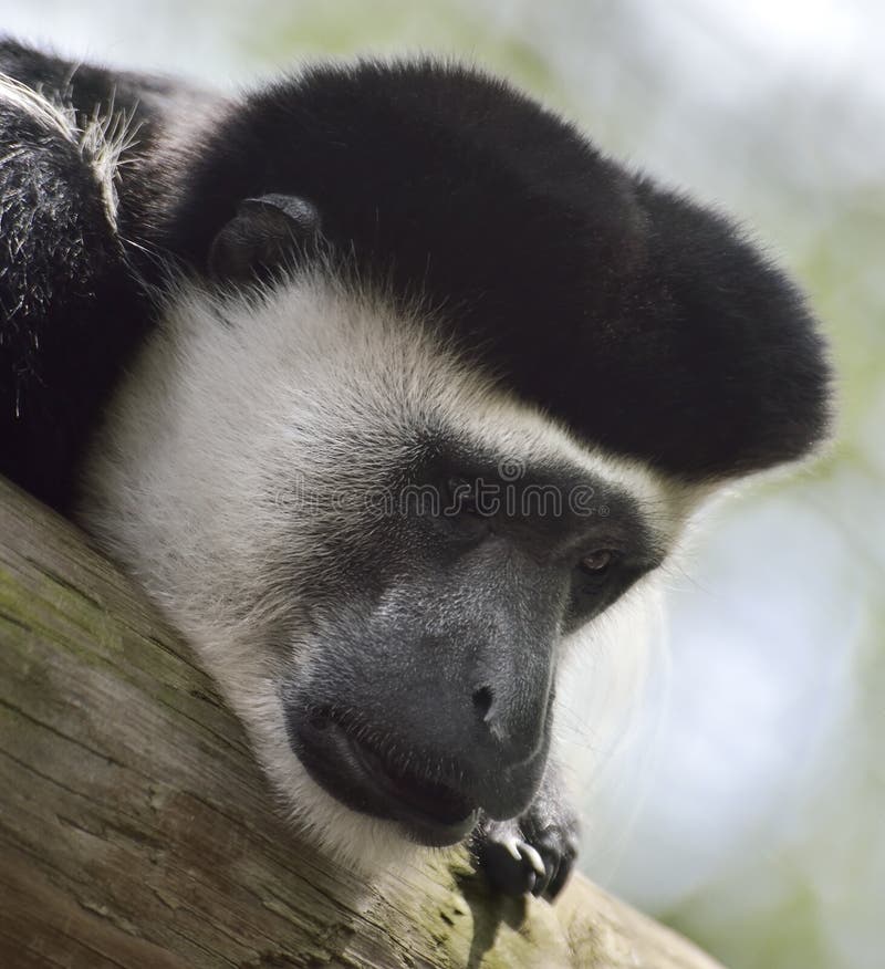Colobus Monkey stock image. Image of colobus, head, mammal - 26246429