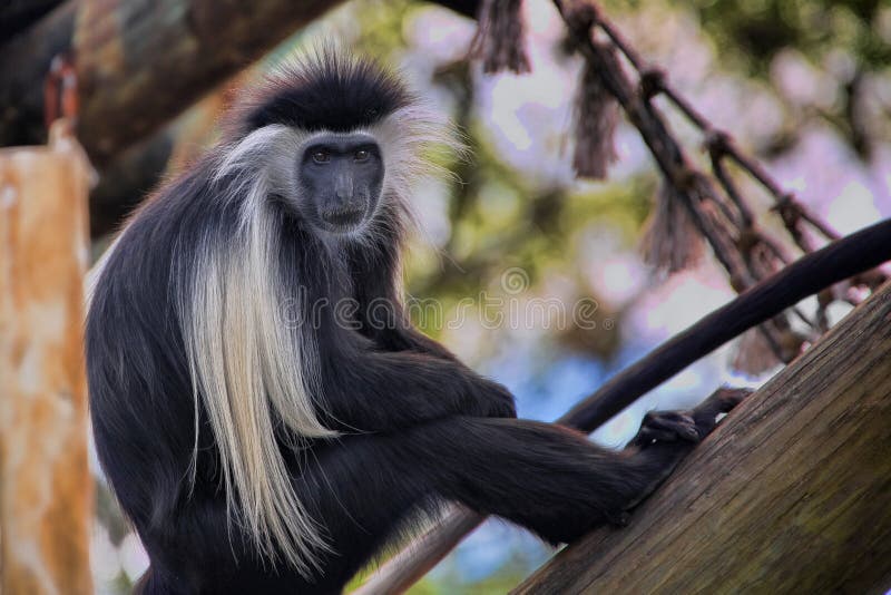 Colobus Monkey stock image. Image of wildlife, species - 29590629
