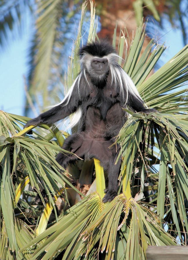 Colobus Monkey stock image. Image of tampa, protect, adult - 7183957