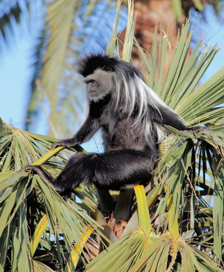 Colobus Monkey stock photo. Image of peer, adult, stare - 7184048
