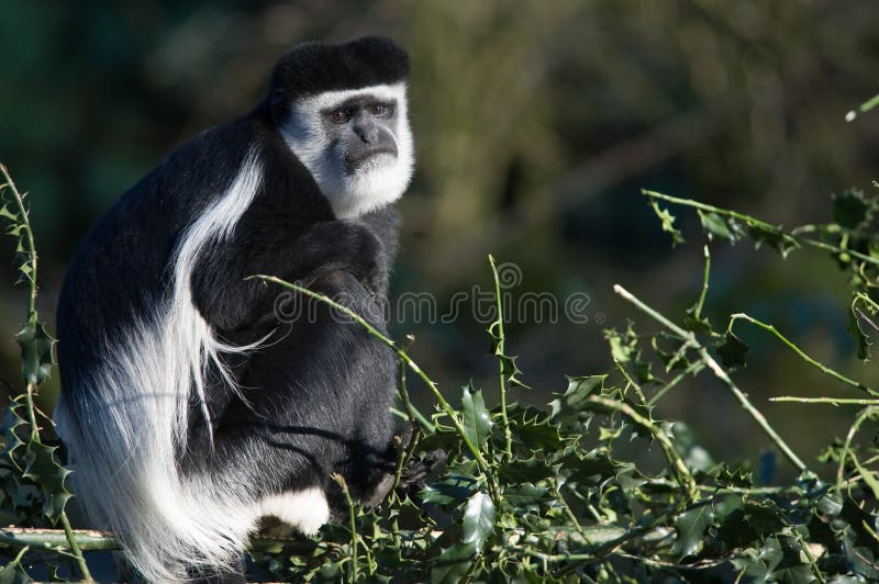 Colobus monkey stock image. Image of ancient, wilderness - 7392261