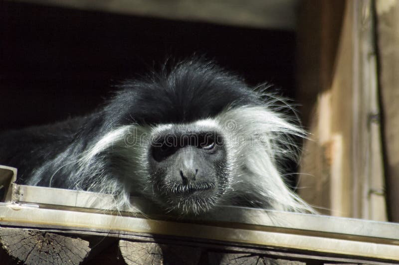 Colobus Monkey stock photo. Image of colobus, angolan - 174464046