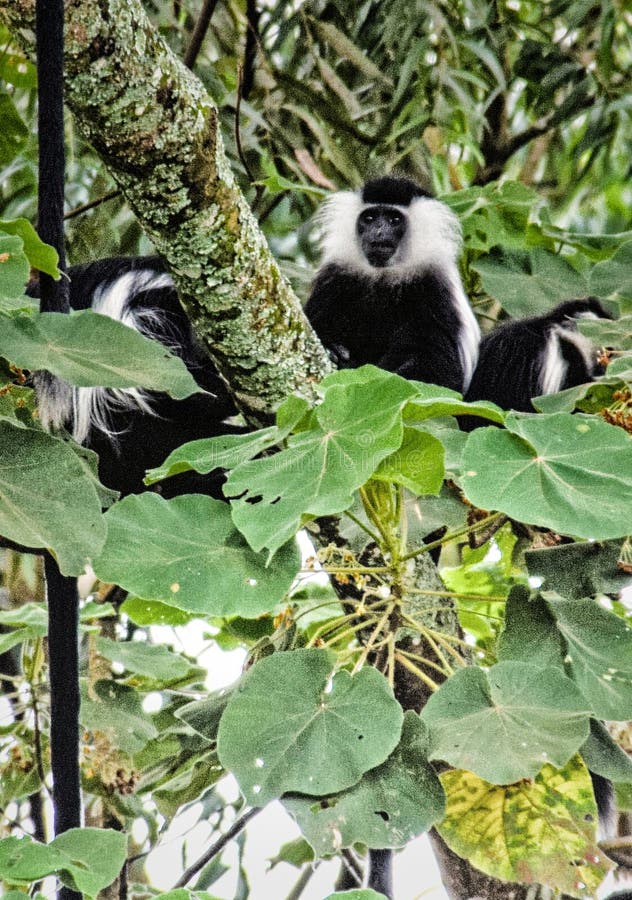 Colobus monkey stock photo. Image of coat, cheeks, colobus - 146902502