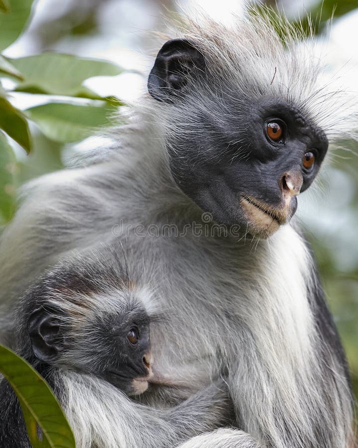 Colobus Monkey & Child stock photo. Image of baby - 1429932