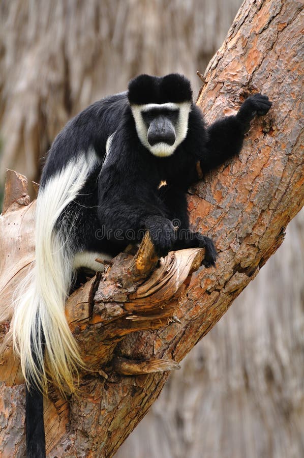 Angolan Colobus (Colobus Angolensis). Stock Photo - Image of colobus ...