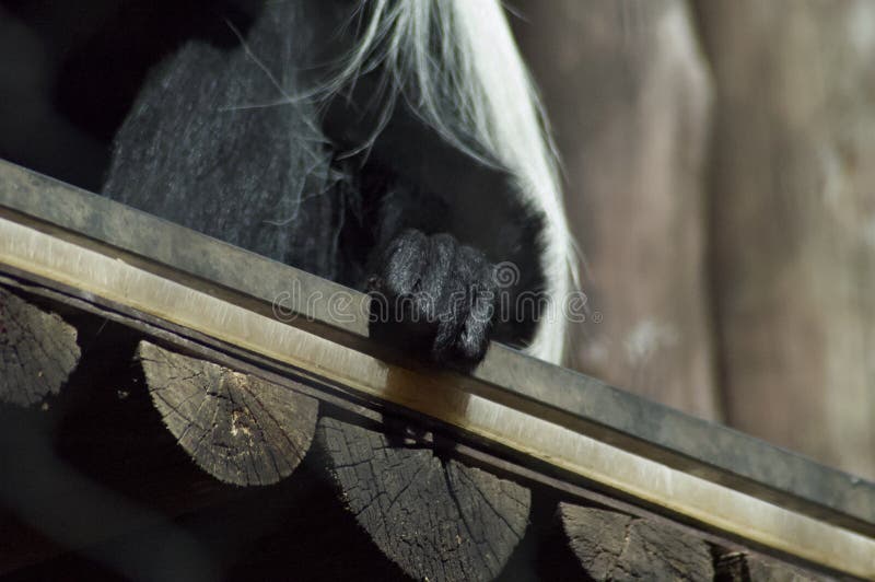 Colobus Monkey stock photo. Image of primate, monkeys - 175410672