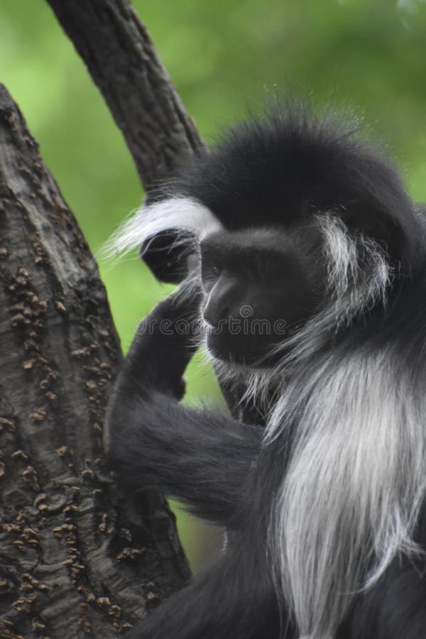 Long Fur on the Back of a Colobus Monkey Stock Image - Image of close ...