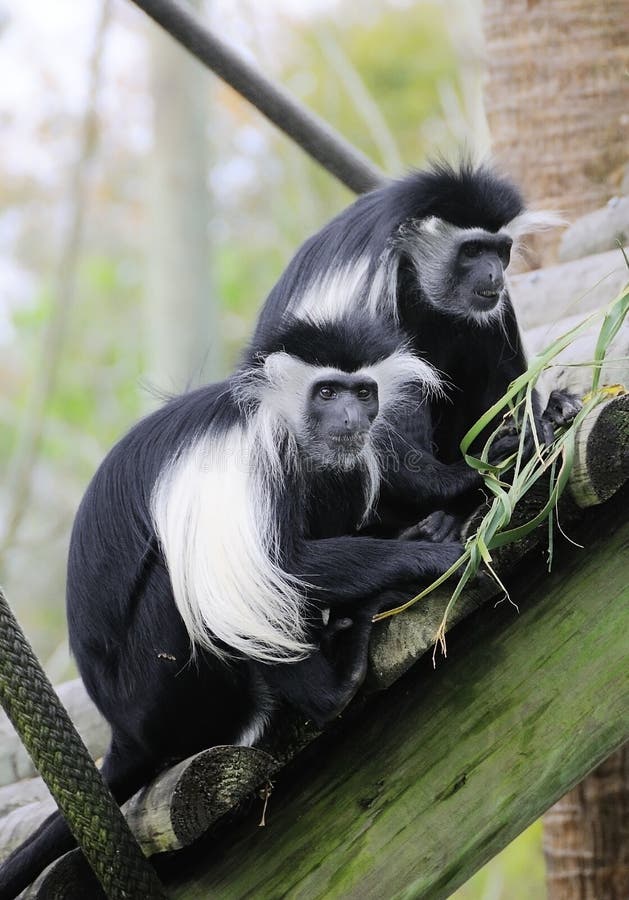 Colobus Monkey Pair stock image. Image of black, colobus - 13098611