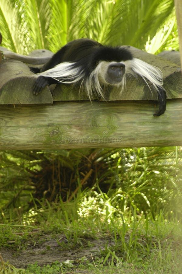 Colobus Monkey at the zoo stock photo. Image of wildlife - 272329304