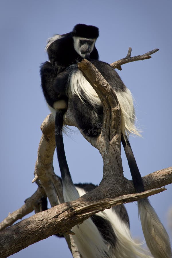 Colobus monkeys stock photo. Image of relaxing, relax - 10363292