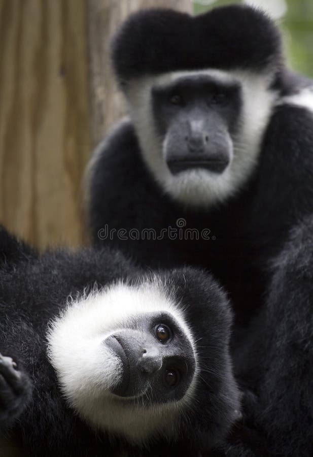 Colobus monkeys stock photo. Image of monkey, animals - 15624694