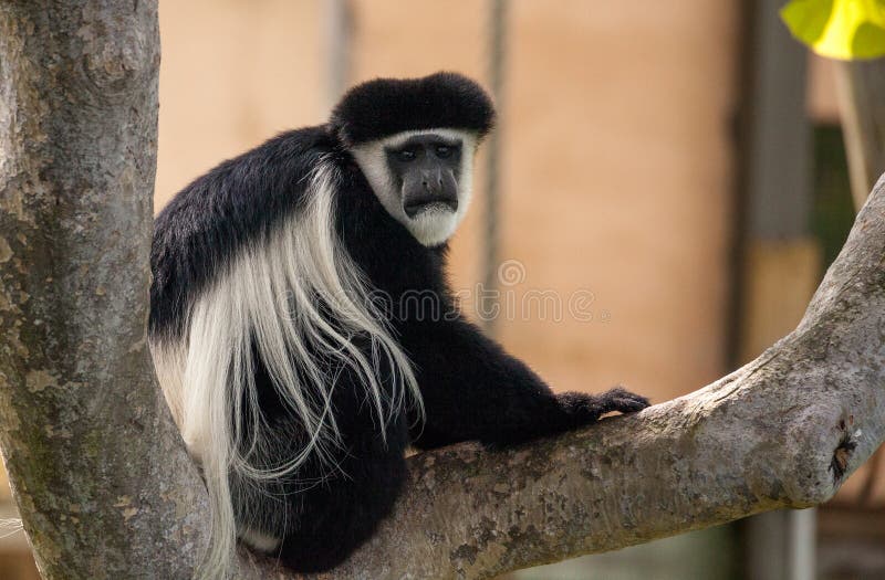 Colobus De Angola (angolensis Do Colobus) Foto de Stock - Imagem de ...
