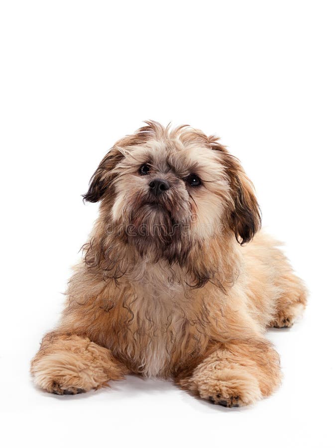 Cara del perro de Shih Poo imagen de archivo. Imagen de perrito - 34193993