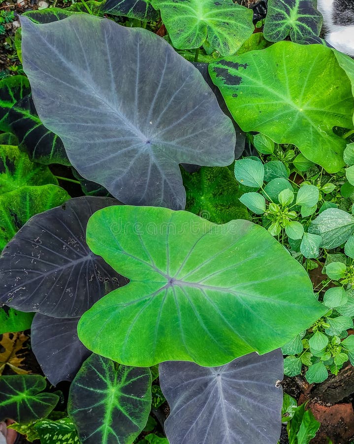 Colocasia Black Magic Leaves on Dark Background Stock Image - Image of ...