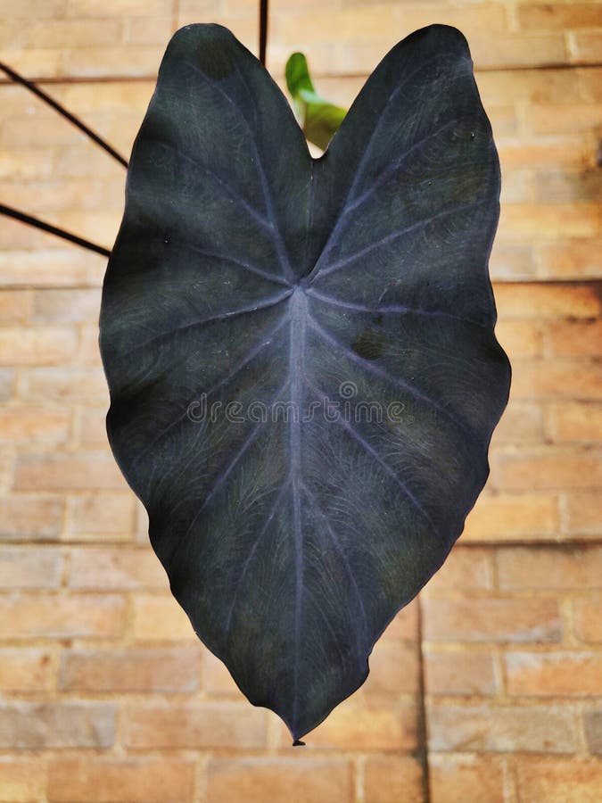 Colocasia Black Magic Leaves on Dark Background Stock Image - Image of ...