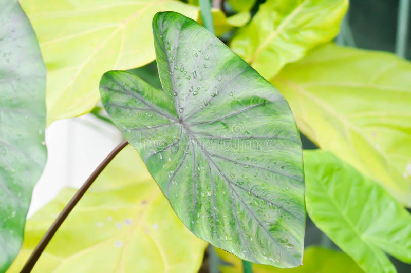 Colocasia and Dew Drop or Colocasia Diamond Head, Diamond Head ...