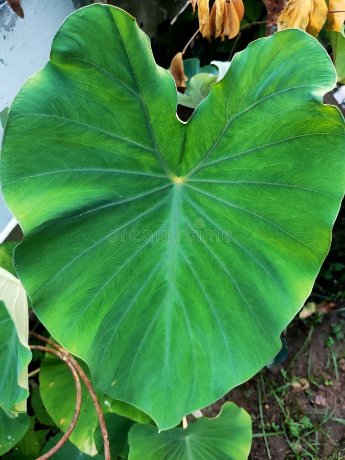 Colocasia Formosana Leaf or Green Taro Leaf Stock Image - Image of ...