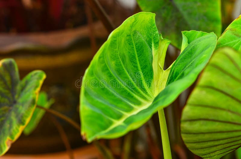 Colocasia in the garden stock photo. Image of grow, leaf - 262236938