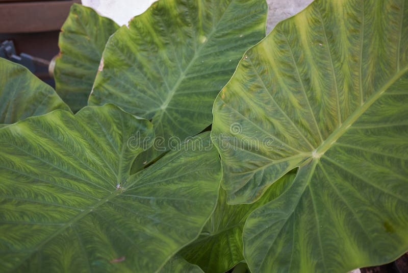 Colocasia Gigantea Leaf, Also Called Giant Elephant Ear Or Indian Taro ... Colocasia Gigantea Leaf, Also Called Giant Elephant Ear Or Indian Taro ...