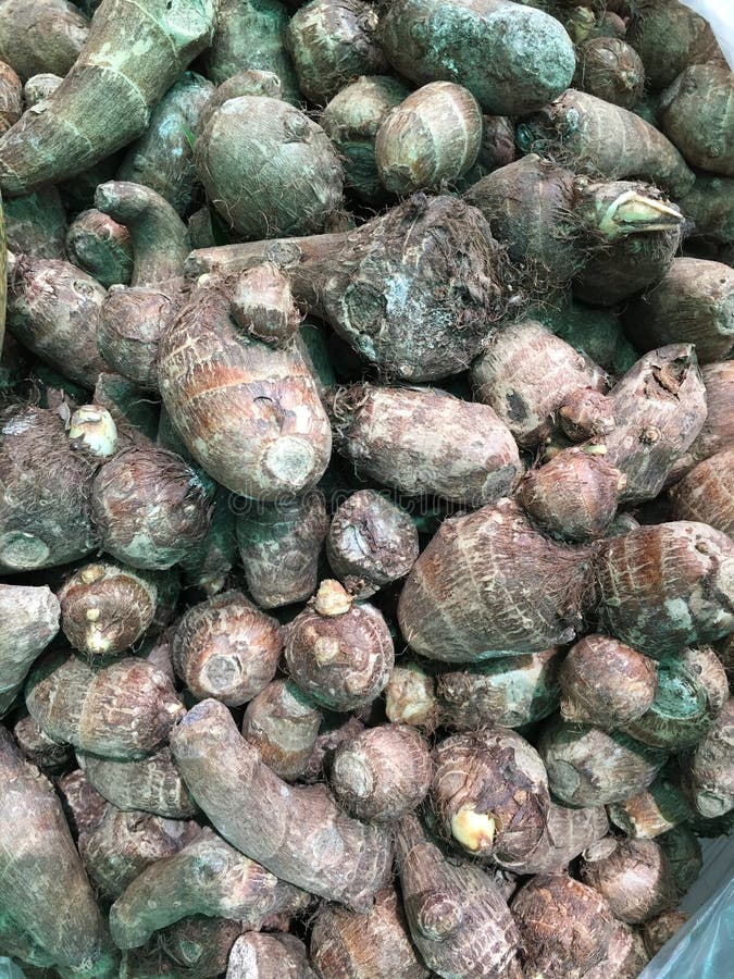 Colocasia root stock image. Image of esculenta, rootcolocasia - 90255185