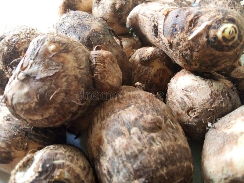 Colocasia Root Vegetables Closeup Stock Photo - Image of produce ...
