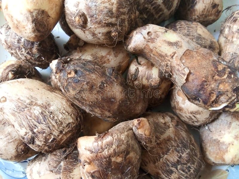 Colocasia Root Vegetables Closeup Stock Photo - Image of produce ...