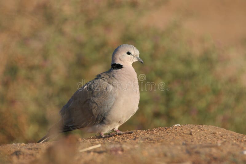 Colomba fotografia stock. Immagine di parco, colomba - 10182822