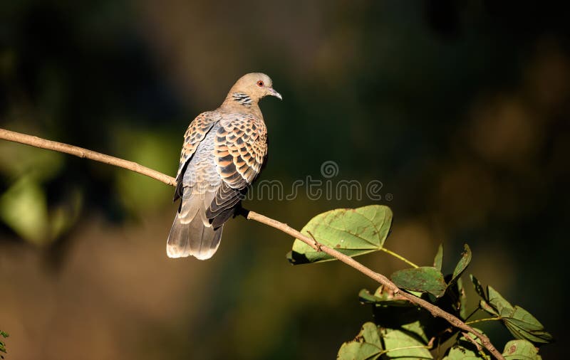 Colomba fotografia stock. Immagine di appollaiato, bello - 113094044