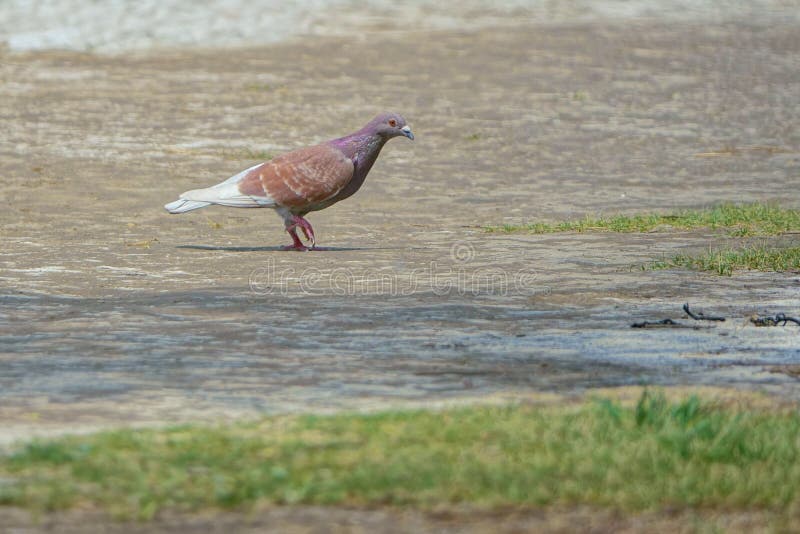 Colomba immagine stock. Immagine di natura, uccelli - 114380933