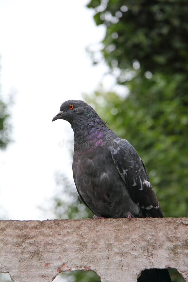Colomba immagine stock. Immagine di semplicità, libertà - 45598971