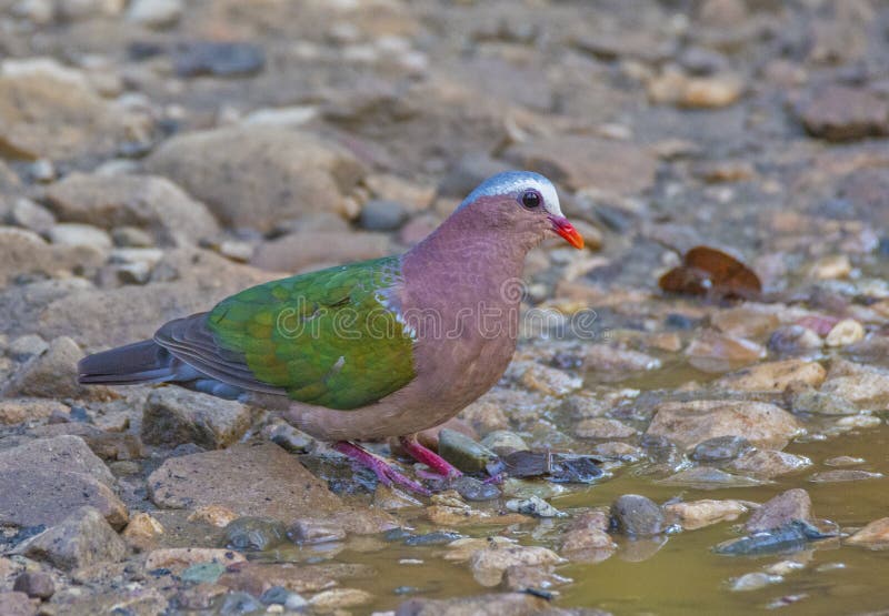 Colomba Comune Dello Smeraldo Fotografia Stock - Immagine di uccello ...