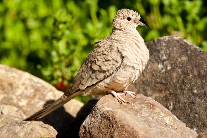 Colomba del Inca immagine stock. Immagine di colomba - 24341527