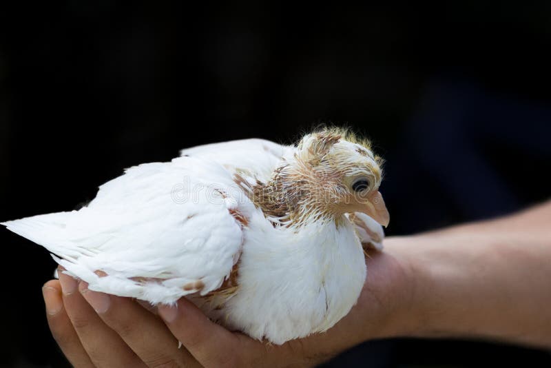 Colomba del pulcino immagine stock. Immagine di pace - 24982285