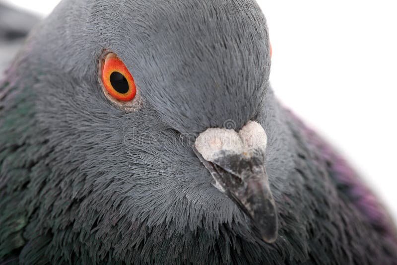 Colomba di Grey immagine stock. Immagine di carattere - 48736293