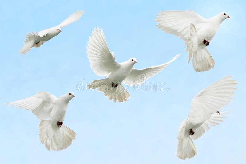 Colomba durante il volo immagine stock. Immagine di grazioso - 16757745