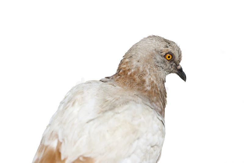 Uccello Solo Della Colomba Un Piccione Fotografia Stock - Immagine di ...
