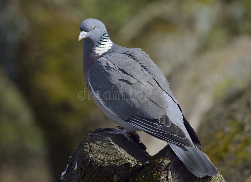 Colombaccio fotografia stock. Immagine di legno, bosco - 114615062