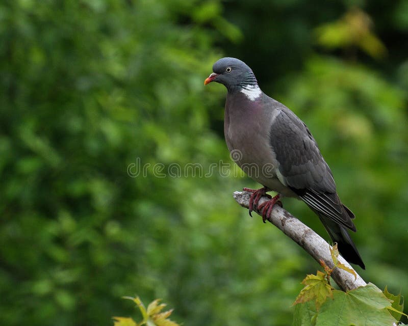 Colombaccio immagine stock. Immagine di nave, piccione - 38151577
