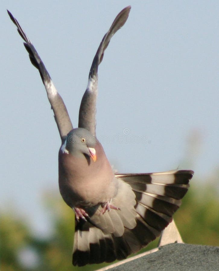 Colombaccio in volo fotografia stock. Immagine di essendo - 31415032