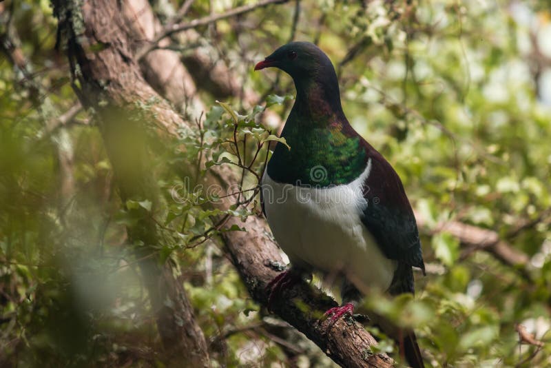 Colombaccio, Palumbus Di Columba, Uccello Nell'habitat Della Natura ...