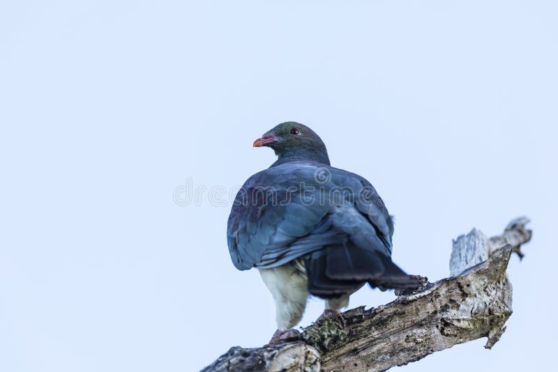 Colombaccio di NZ fotografia stock. Immagine di cielo - 85136088