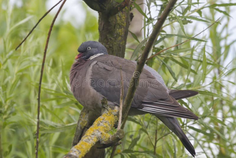 Colombaccio (palumbu Di Columba) Fotografia Stock - Immagine di uccello ...