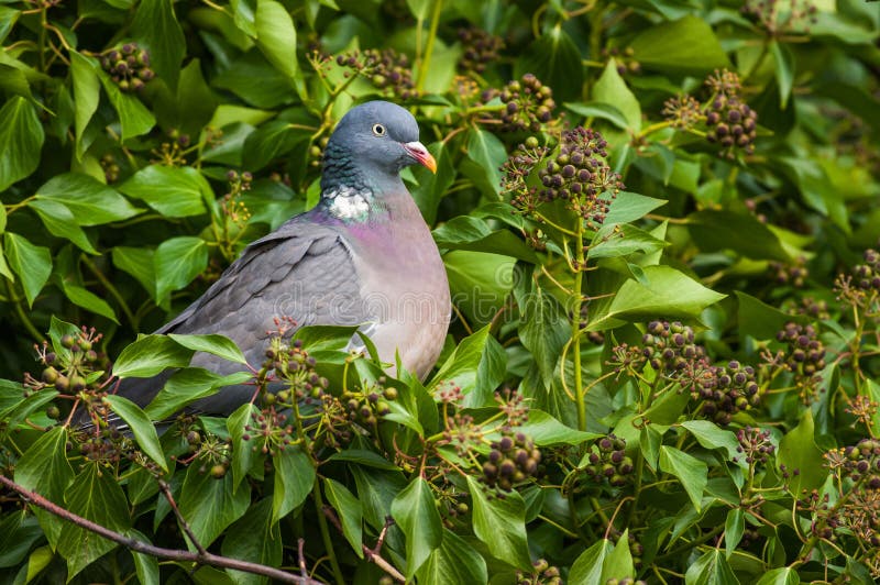 Colombaccio Che Mangia La Bacca Dell'edera Immagine Stock - Immagine di ...